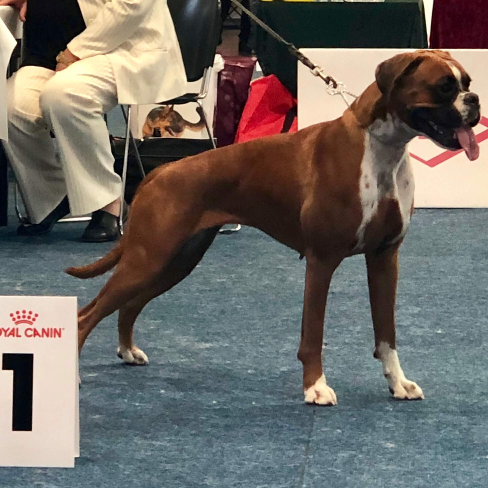 ARYA VOM HAUSE BRESICKE – Boxer und Boxerwelpen vom Züchter kaufen